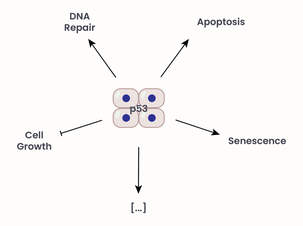 Oncogenes and tumor suppressors: The dysfunctional gas and brakes of ...