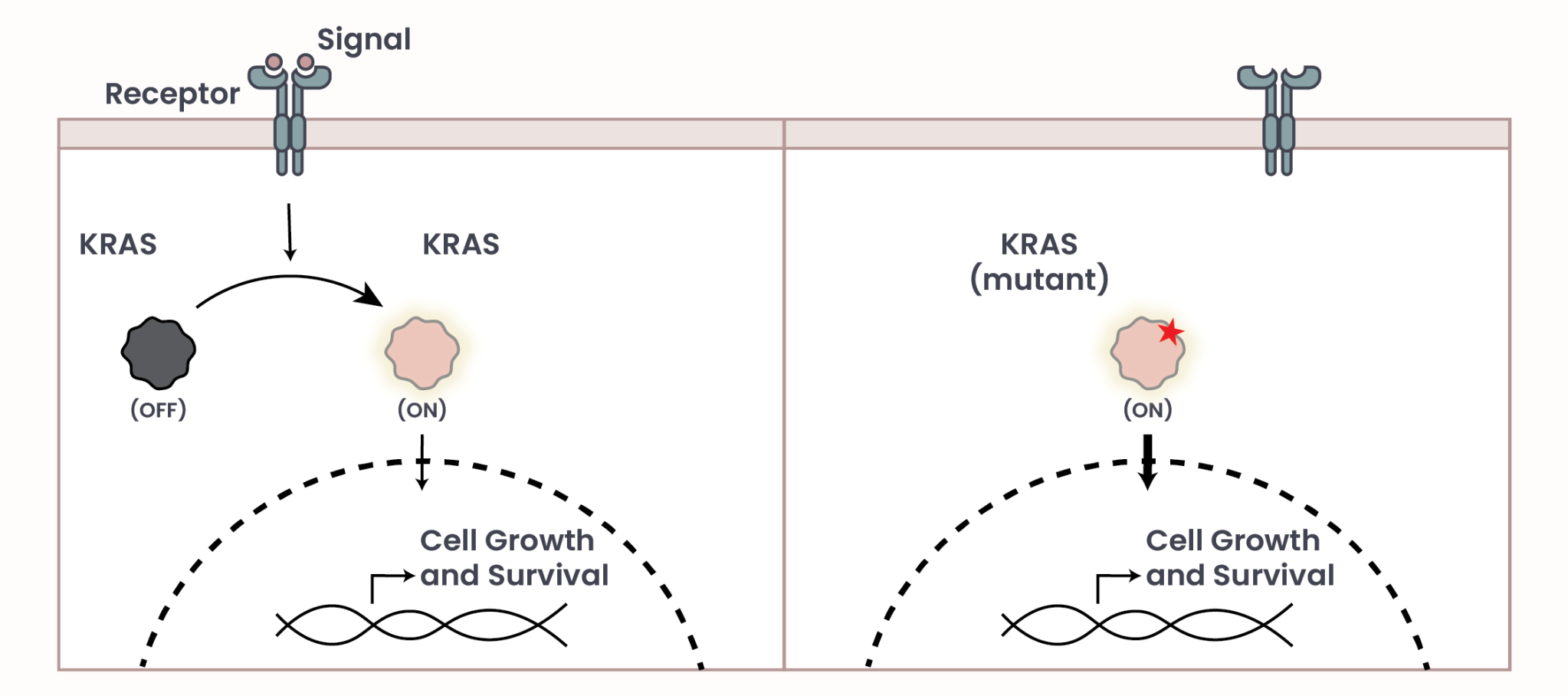 Oncogenes and tumor suppressors: The dysfunctional gas and brakes of ...