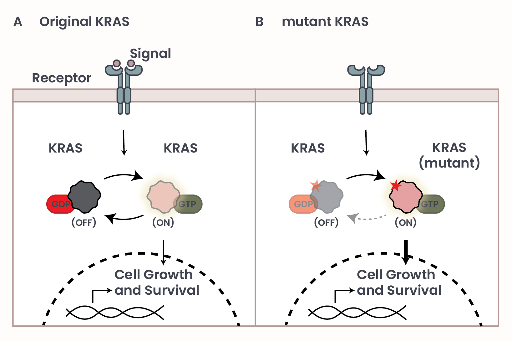 Breaking the Undruggable Barrier: Targeted Inhibition of KRAS mutations ...