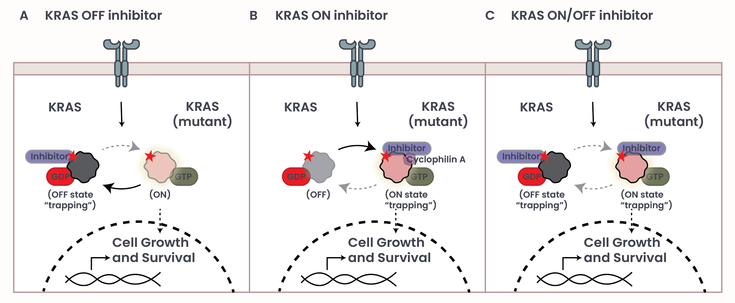 Breaking the Undruggable Barrier: Targeted Inhibition of KRAS mutations ...