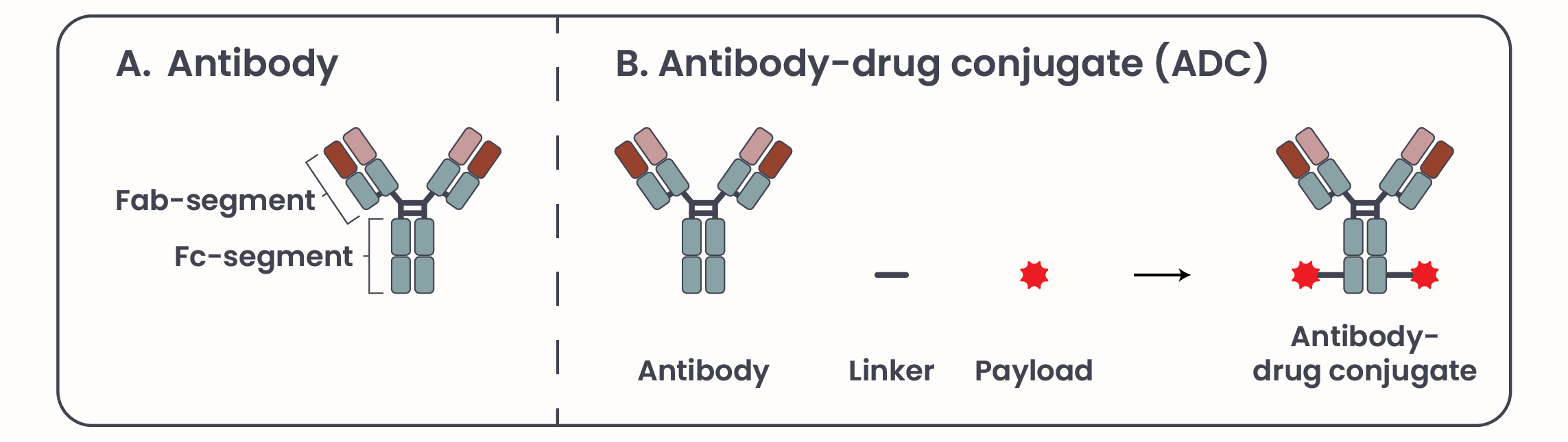 When precision meets strengths: Antibody-drug conjugates in breast ...